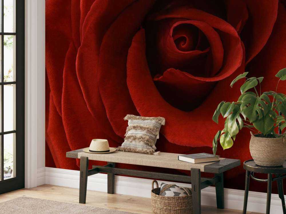 Papier Peint Panoramique Gros plan sur la rose rouge